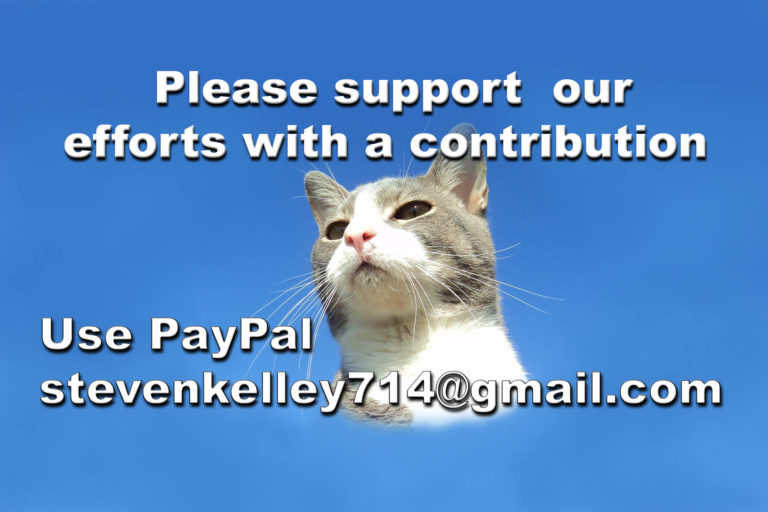 PAYPAL – Truth Cat Radio
